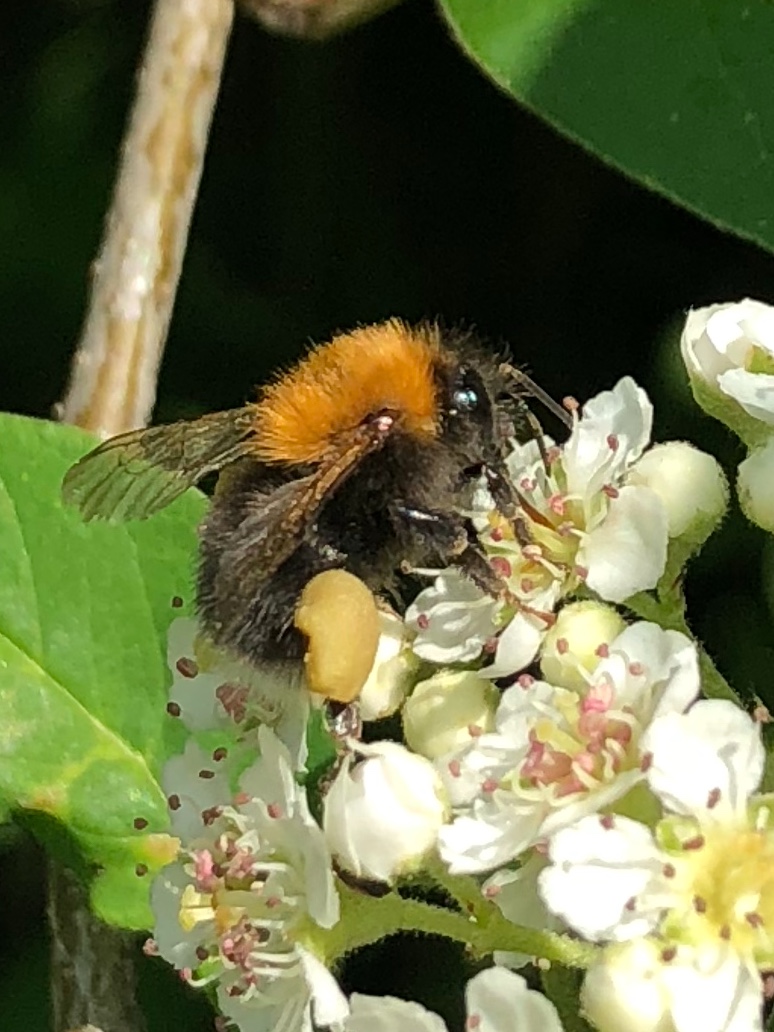 A bee in my bonnet – The Countryman's Daughter