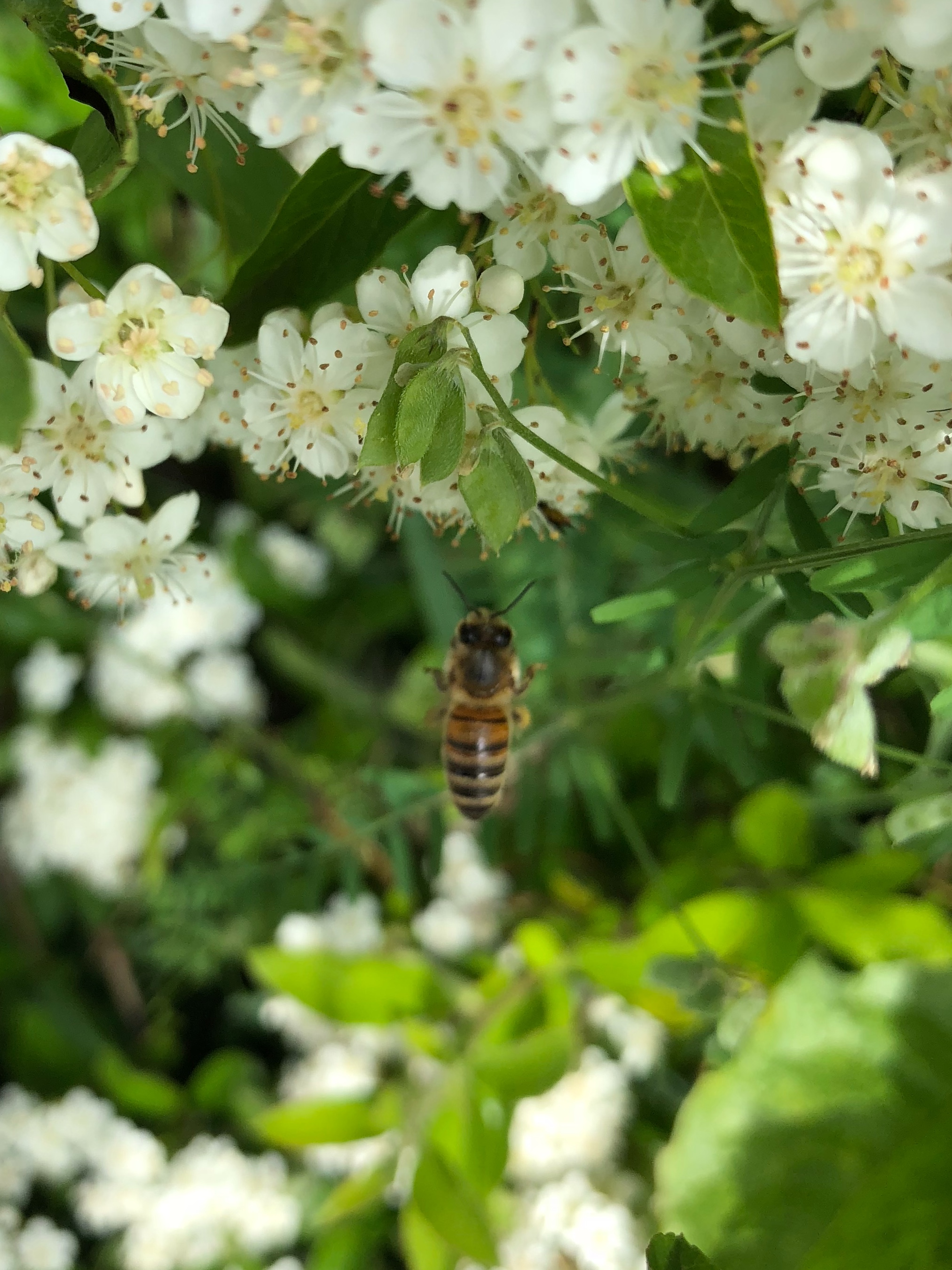 A bee in my bonnet – The Countryman's Daughter