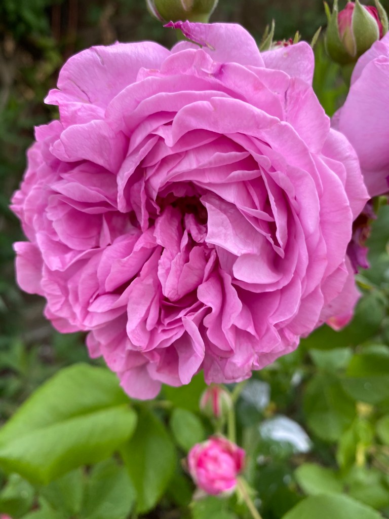St John and the rose – The Countryman's Daughter