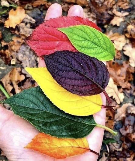 A matter of leaf and death – The Countryman's Daughter